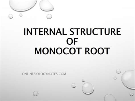 Internal Structure Of Monocot Stem Online Biology Notes