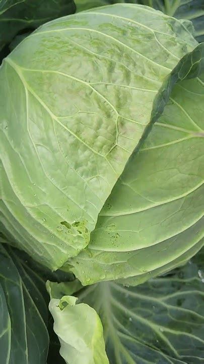 양배추 수확하기 Youtube