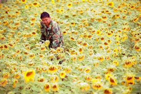 海南南繁育制种基地中国种业的硅谷