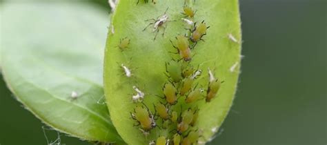 Aphids What Are They And How To Treat The Diggers Club