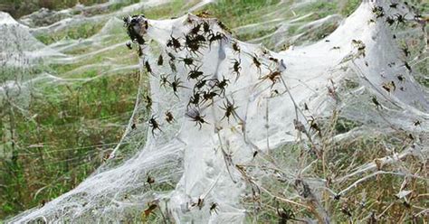 Flying Spiders The Phenomenon Of Ballooning Spiders Illuzone
