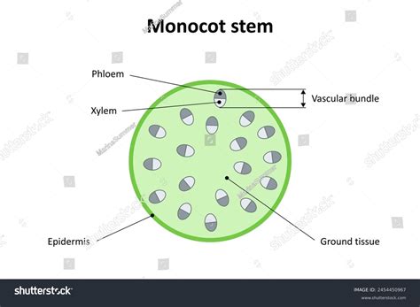 Internal Structure Monocot Stem Diagram Stock Illustration 2454450967 Shutterstock