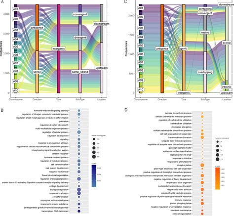 A Lincrna Cis Interactions Classification Per Chromosome In B Rapab