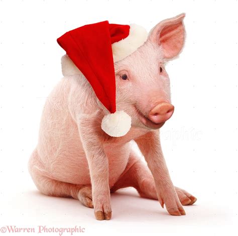 Santa Pig