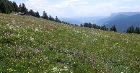 Vigiljoch Naturnser Alm BERGFEX Wanderung Tour Südtirol
