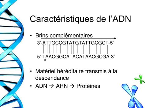 Ppt La Réplication Dadn Powerpoint Presentation Free Download Id