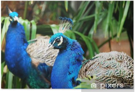Poster Peacocks Pixersuk