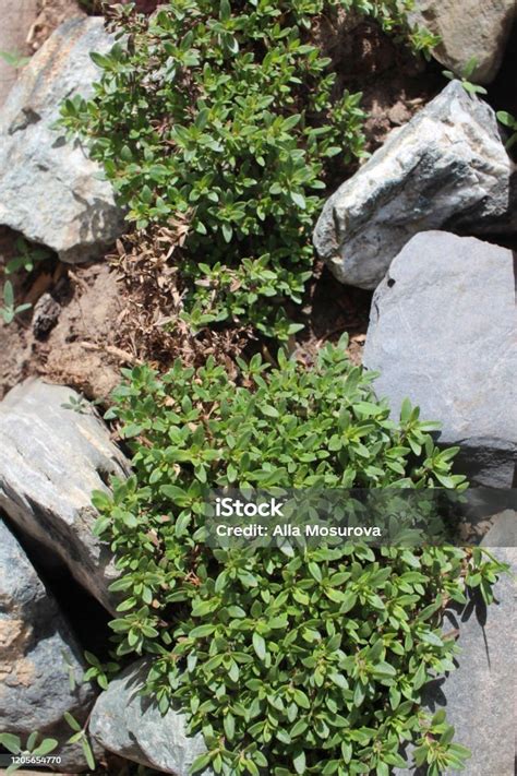 신선한 녹색 잔디 백리향 식물은 바위 향기로운 향신료에 바위에서 성장 0명에 대한 스톡 사진 및 기타 이미지 0명 나무 녹색 Istock