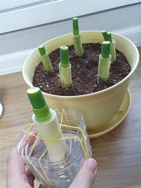 대파씨앗 파종시기 씨뿌리기 대파모종 심는시기 대파심기 방법 집에서 수경재배 대파키우기 네이버 블로그