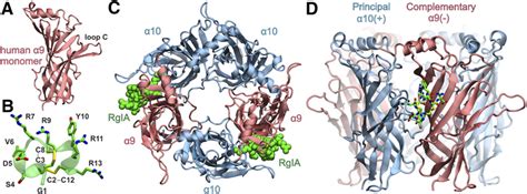 A Ribbon Representation Of The X Ray Crystal Structure Of The Download Scientific Diagram