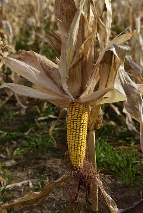 Corn Cob Growing On Plant Ready To Harvest Stock Image Image Of Land