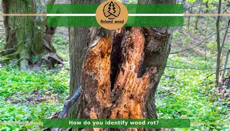 Wood Decay In Trees Wood Rot Finland Wood