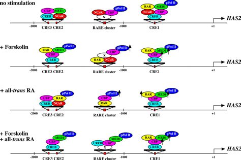 Model Of The Recruitment Of Co Regulators To The Has2 Promoter The