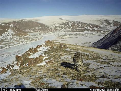 Anton Evstafev On Linkedin Как нейросети помогают изучать снежных барсов о проекте Сайлюгемского