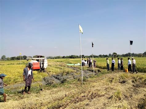 ရွှေတောင်မြို့နယ်တွင် နွေစပါး ဗီယက်နမ် ဆဖိုးသာ စပါးမျိုးအား ရိတ်သိမ