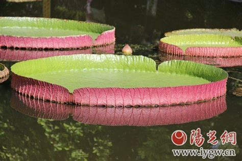植物園王蓮睡蓮等水生花卉競相開放 每日頭條