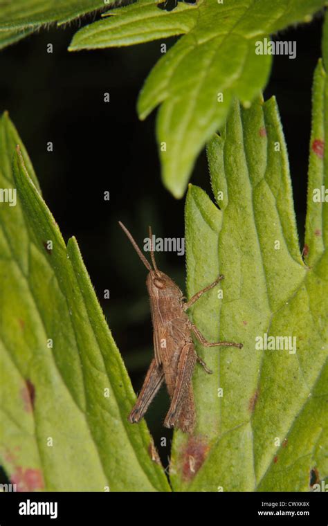 Grashopper Carapace File Grasshopper Mouth Png Wikipedia Adrieshwk