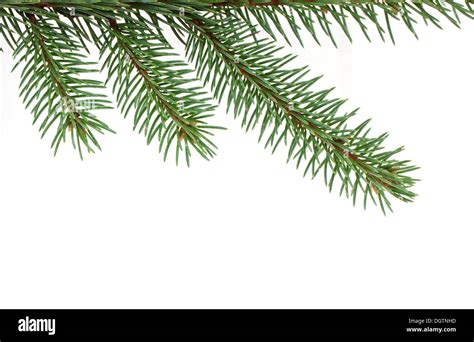 Pine Tree Branch Isolated On White Background Stock Photo Alamy