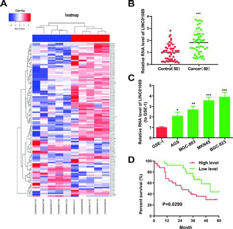 Characteristics And Expression Of Linc01089 In Gc Cells And Tissues