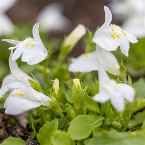Lippenmäulchen Albus Mazus Reptans Albus