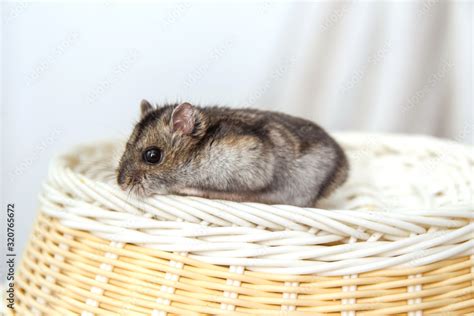 Grey And White Hamster