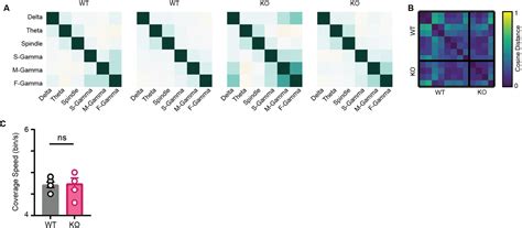 Figures And Data In State Dependent Coupling Of Hippocampal Oscillations Elife