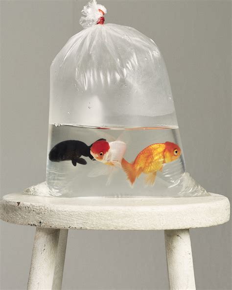 VULKAN Magazine The Fishbowl Theory On Behance