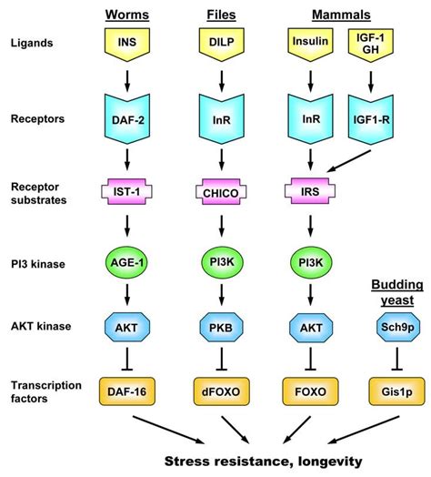 4 The Insulin Igf 1 Signaling Pathway Negatively Regulates Stress Download Scientific Diagram