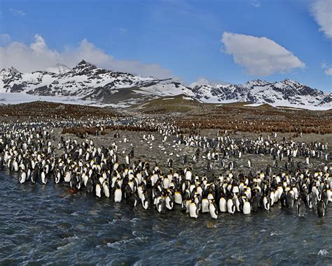 Wallpaper King Penguins St Andrews Bay South Georgia And South