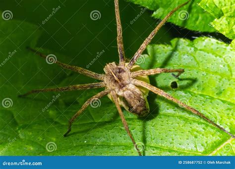 A Nursery Web Spider Pisaura Mirabilis Seen Carrying Her Egg Sac In