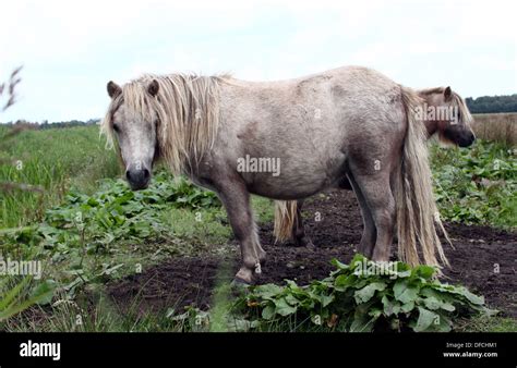 Detailed Series Of Close Ups Of Different Coloured Ponies In A Meadow