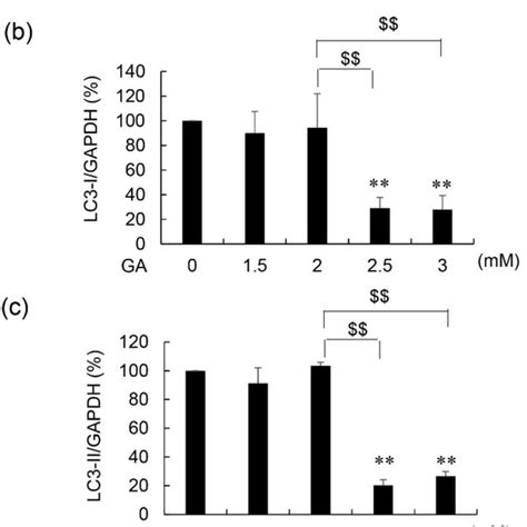 Western Blot Wb Analysis Of Lc3 And P62 Protein Levels In 1 4e7 Cells