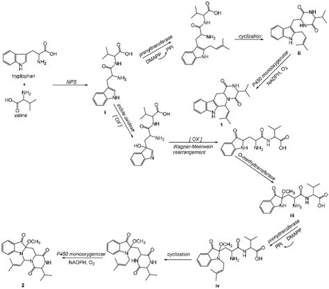 Plausible Biosynthetic Pathways For 1 And 2 Download Scientific Diagram