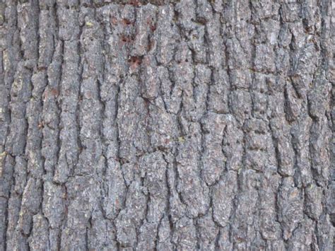 Western White Pine