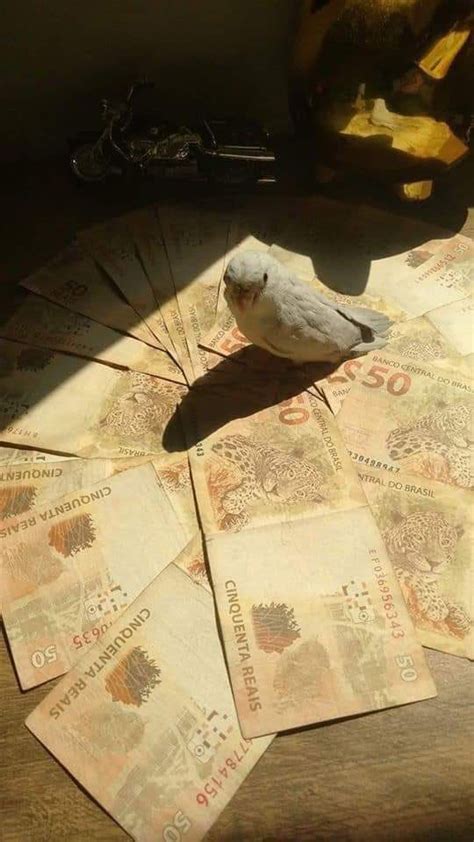 Travesti Sensata 🏳️‍⚧️ On Twitter Essa é A Periquita Da Fortuna