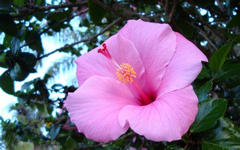 Sri Sarada Devi Teachings Archives Guidance Of Sages And Scriptures Of India