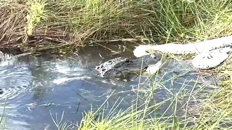 Video Florida Alligator Devours Python In Everglades Livenow From Fox