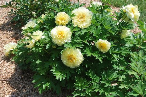 Southern Peony: 2012 Peony Experiments - Sun vs. Shade