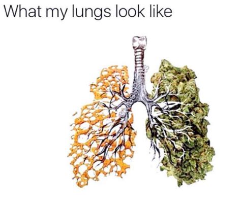 Weed Memes Weed Memes Allday Tumblr Blog Tumlook