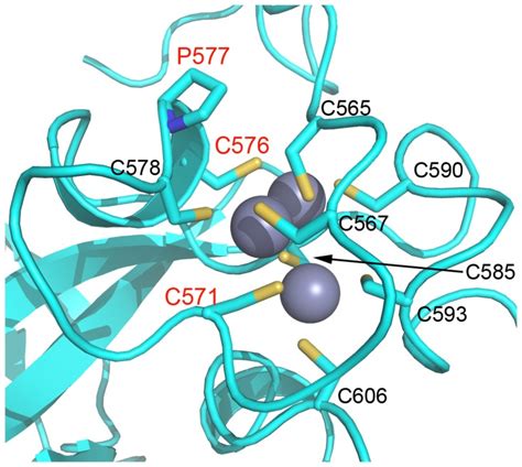 Ezh2 Set Cyan Is Represented As A Ribbon Diagram With Zinc Atoms Download Scientific Diagram