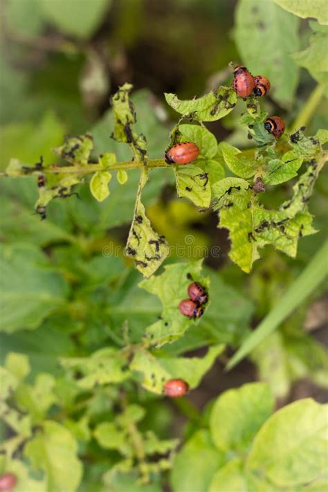 The Colorado Potato Beetle Sits And Eats Potatoes Plant Pest Crop
