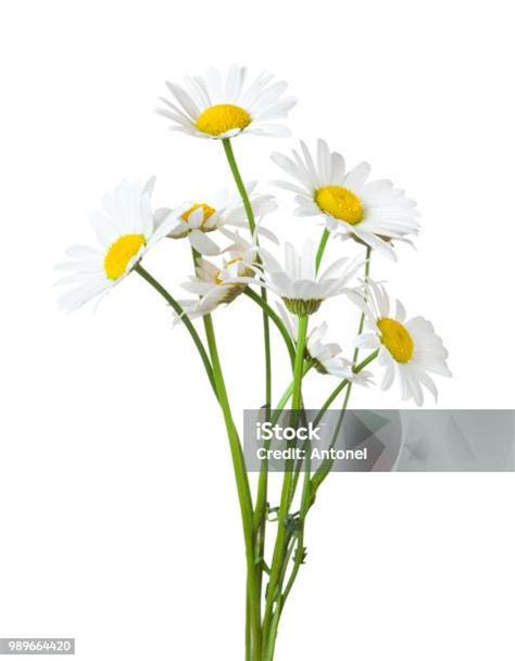 Chamomiles 흰색 배경에 고립의 꽃다발 데이지속에 대한 스톡 사진 및 기타 이미지 데이지속 캐모마일 카모마일