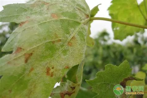 苹果锈病的症状及防治措施 农技学堂 惠农网