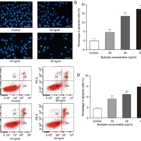 Bufotalin Induces Cell Cycle Arrest Of A375 Cells At The G2m Phase