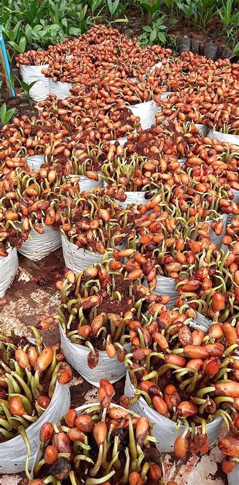 ແກ່ນໝາກທຸລຽນພ້ອມກ້າ ສາຍພັນພື້ນບ້ານ ຕົວແທນໄຟສາຍ ສປປ ລາວ Facebook