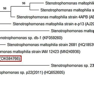 Neighbor Joining Phylogenetic Tree With 1000 Bootstrap Replication