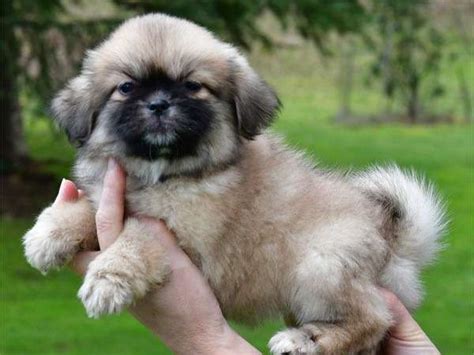 Des chiots Épagneuls Tibétains LOF acheter Petite Annonce chien
