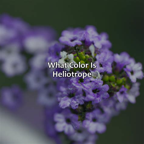 What Color Is Heliotrope What Color Is Heliotrope