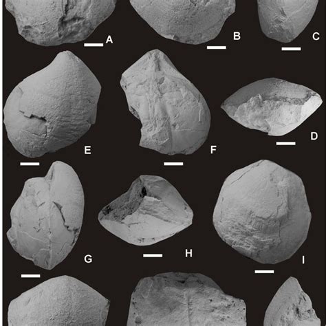 Stringocephalus Axius Crickmay A D Ventral Dorsal And Lateral Views