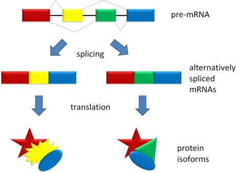 Eukaryotic Transcription Gene Regulation Understanding Gene